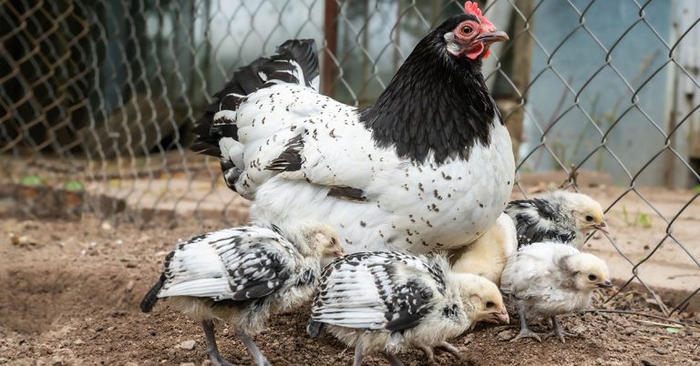 Novogen Chicken Care, Personality, And More - The Garden Magazine