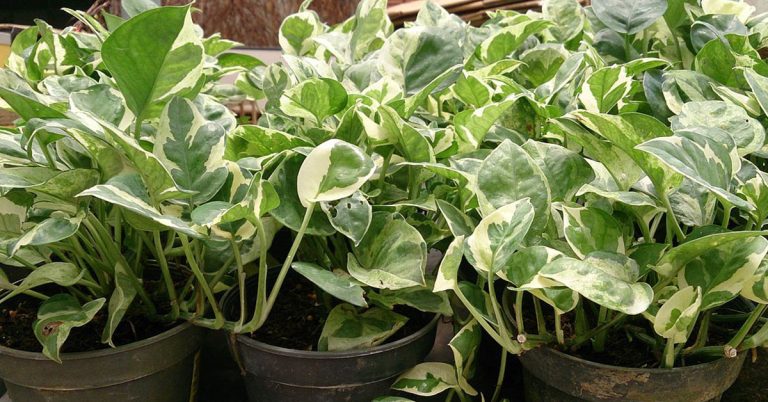 10 Indoor Plants That Thrive in Humid Environments - The Garden Magazine