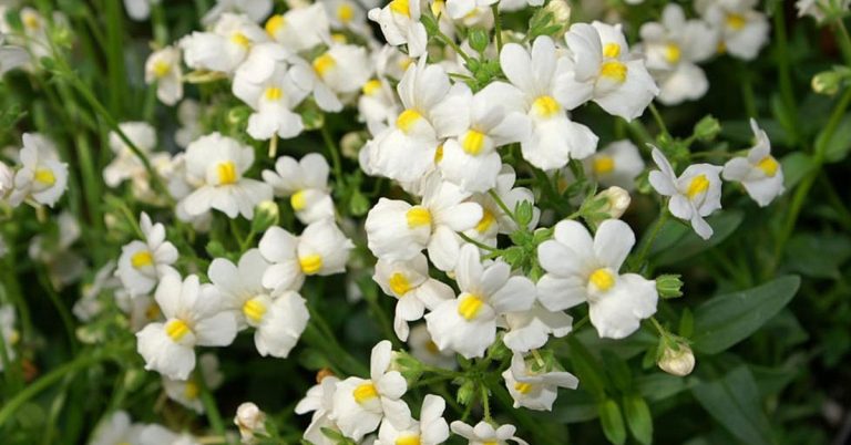 17 Plants With Adorable Tiny Flowers - The Garden Magazine