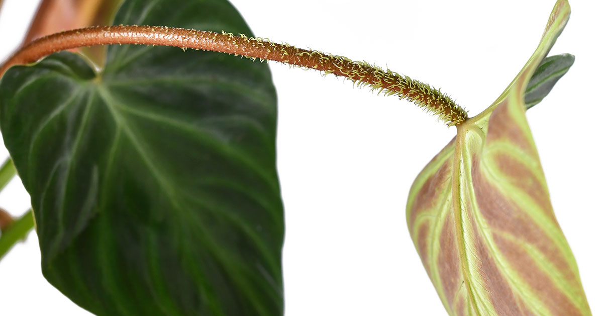 10 Easy Tips For Growing And Maintaining Your Philodendrons - The ...