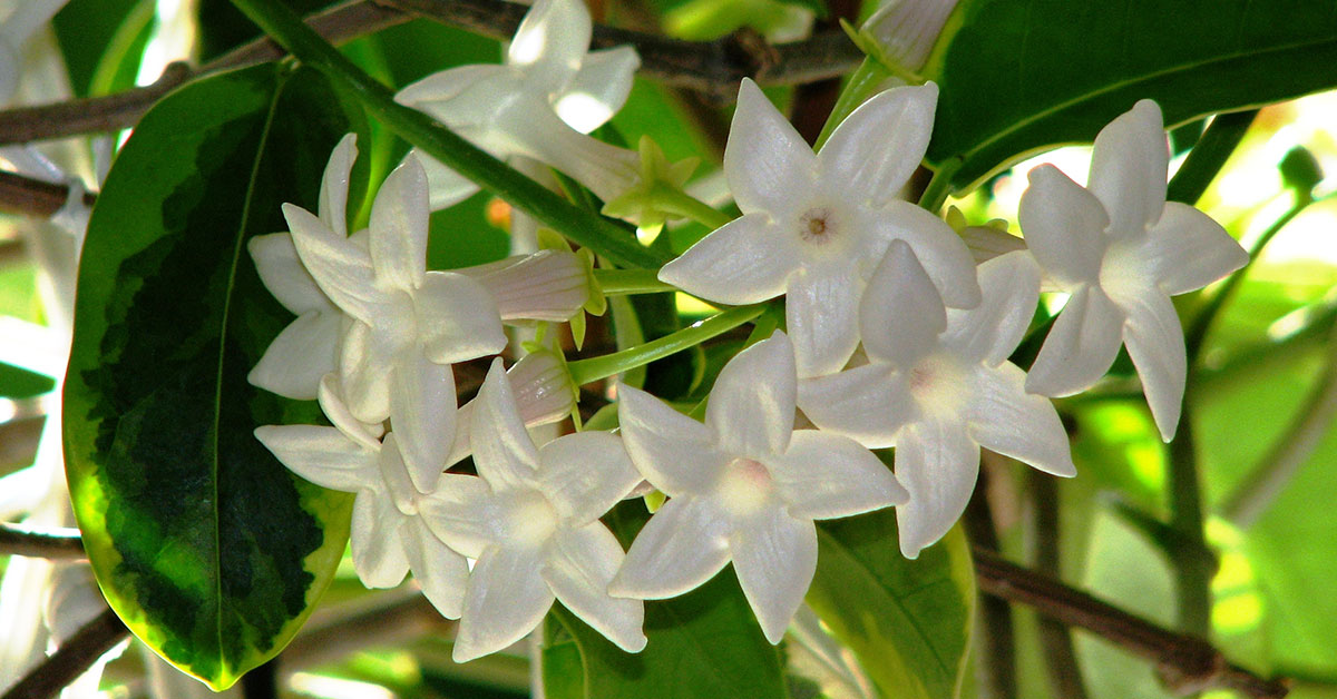 These 29 Flowers Represent Love & Romance - The Garden Magazine