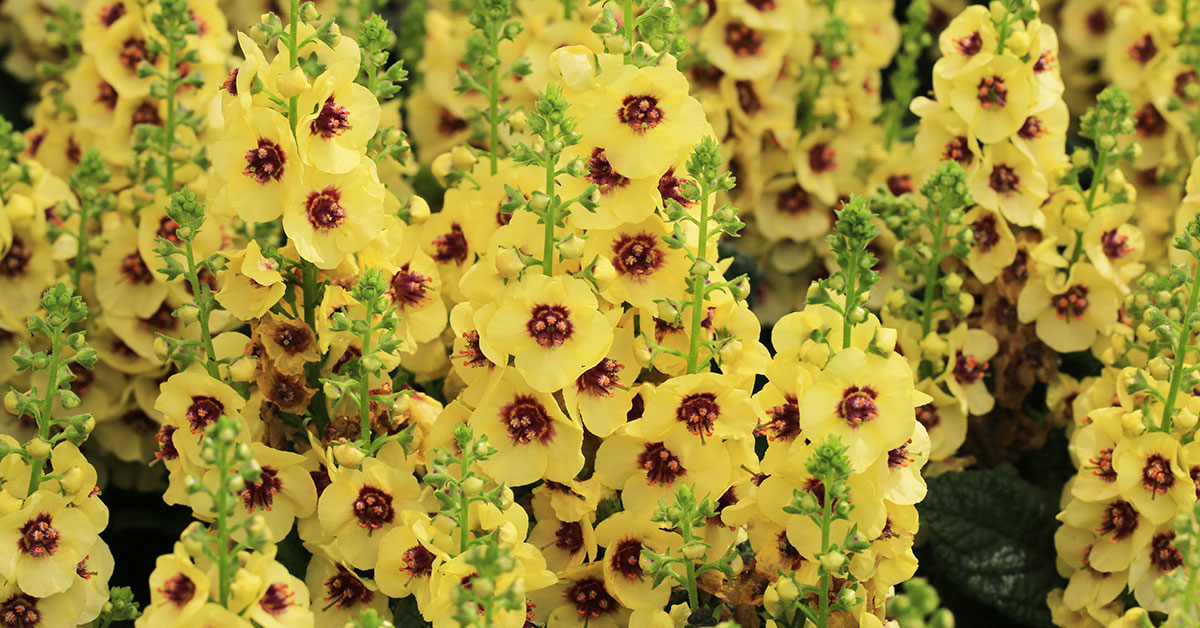 6 Flowers That Look Like Eyes - The Garden Magazine