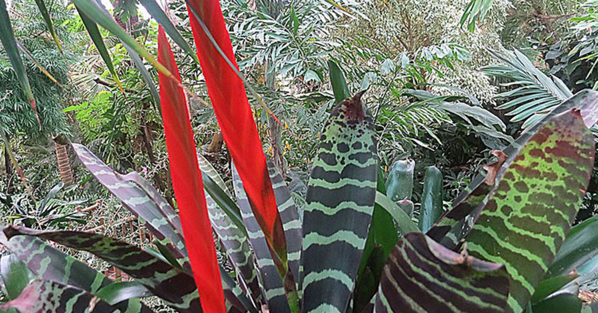 12 Flowers That Look Like Fire - The Garden Magazine