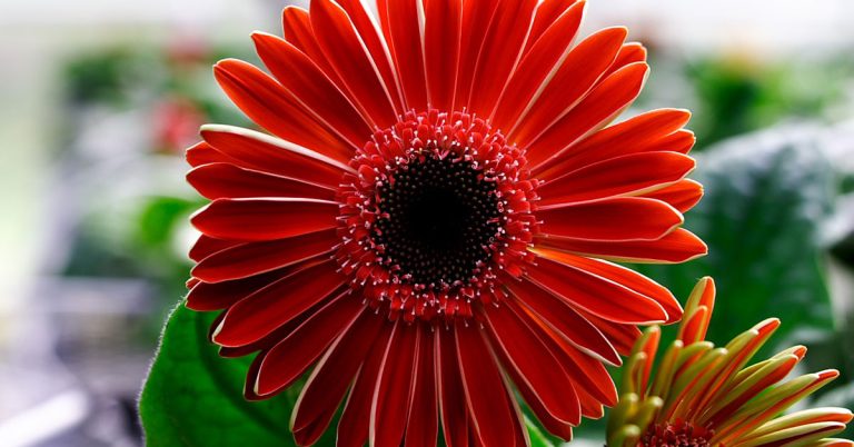 12 Flowers That Look Like Fire - The Garden Magazine