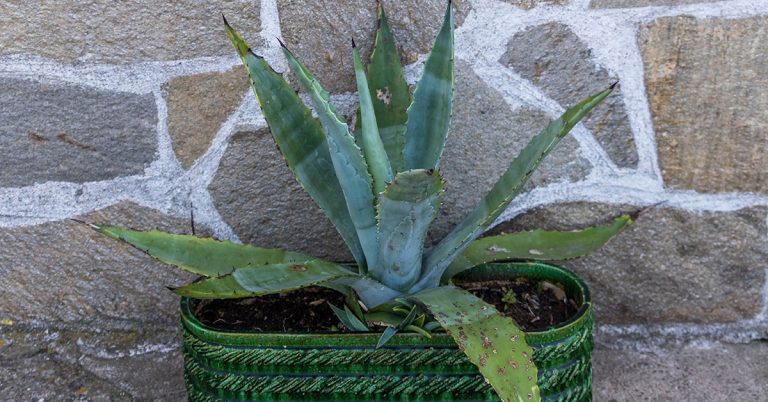 14 Beautiful Plants with Sword Shaped Leaves - The Garden Magazine