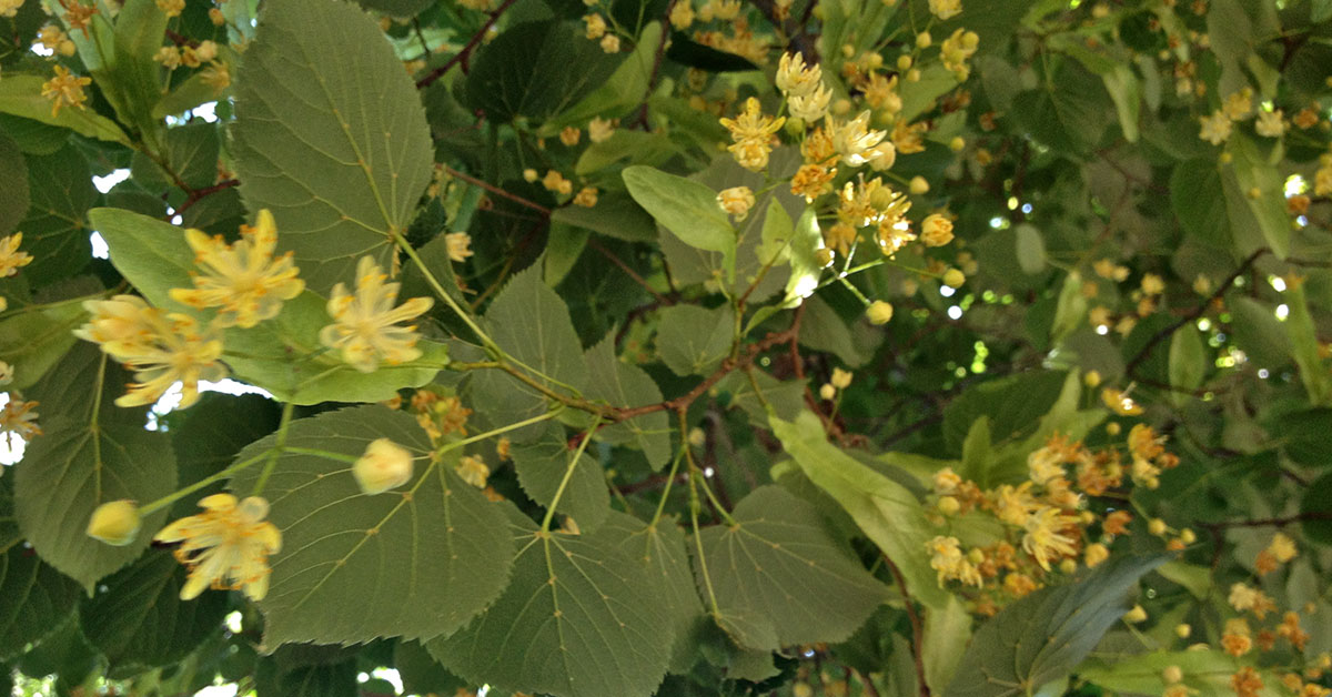 9 Trees That Bloom All Summer Long - The Garden Magazine