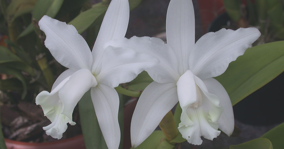 Austin, TX USDA Hardiness Zone Map & Planting Schedule - The Garden ...