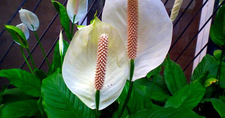 10 Gardening Tips For Growing Beautiful Blooming Anthurium - The Garden ...