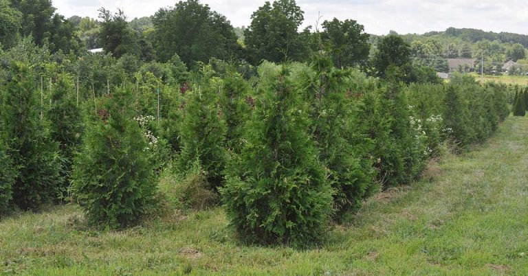 When And How To Fertilize Arborvitae - The Garden Magazine