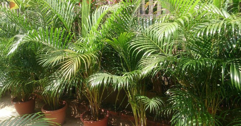 11 House Plants That Look Like Palm Trees - The Garden Magazine