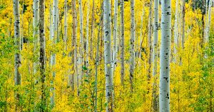 16 Trees With Yellow Fall Leaves - The Garden Magazine