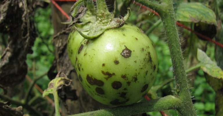 Common Tomato Pests & Disease (And How To Fix Them) - The Garden Magazine