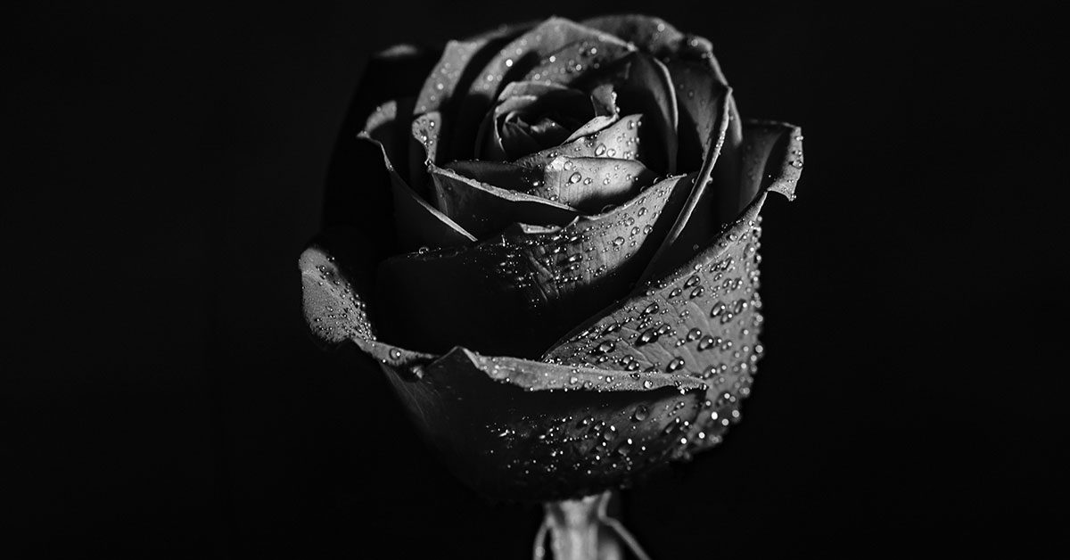 7 Flowers That Symbolize Death - The Garden Magazine