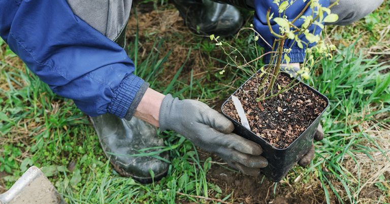 How To Grow Blueberries From Seed - The Garden Magazine