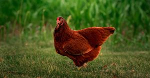 Ultimate Guide To Buckeye Chickens - The Garden Magazine