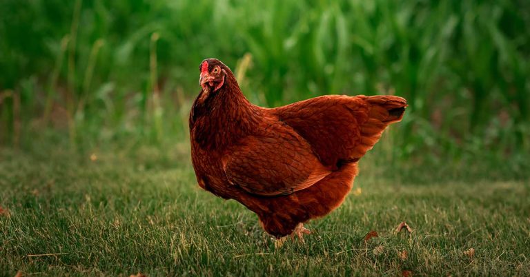 Ultimate Guide To Buckeye Chickens - The Garden Magazine