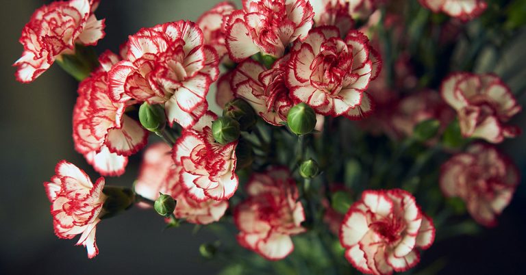 January Birth Flowers: Snowdrops And Carnations - The Garden Magazine