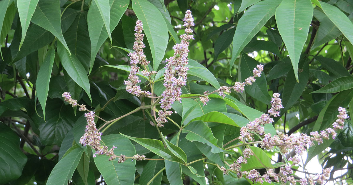 9 Trees That Bloom All Summer Long - The Garden Magazine
