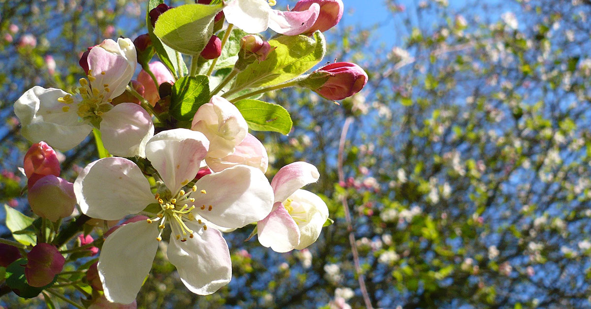 9 Trees With White Flowers - The Garden Magazine