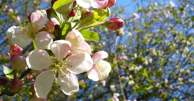 10 Trees That Attract Hummingbirds - The Garden Magazine