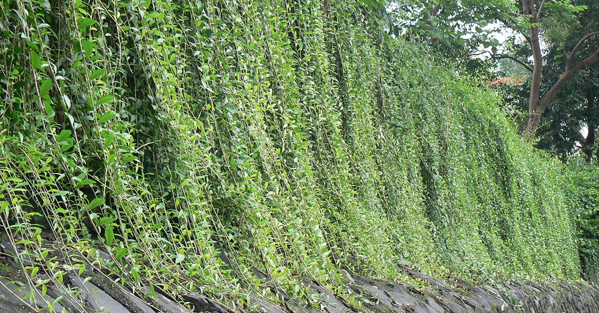 11 Of The Best Plants For A Fence Line - The Garden Magazine