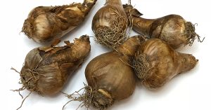 How To Store Daffodil Bulbs - The Garden Magazine