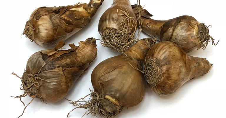 How To Store Daffodil Bulbs - The Garden Magazine