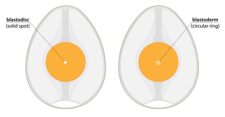 How To Tell If Your Poultry Eggs Are Fertile - The Garden Magazine