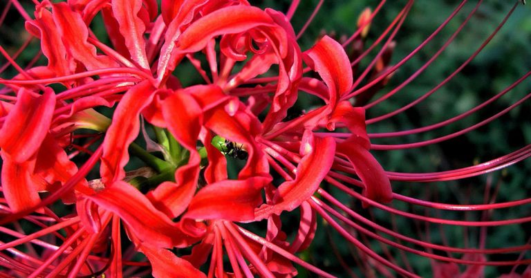 12 Flowers That Look Like Fire - The Garden Magazine