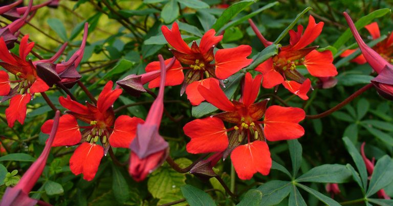 12 Flowers That Look Like Fire - The Garden Magazine