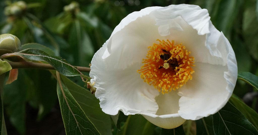 9 Trees That Bloom All Summer Long - The Garden Magazine