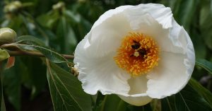 9 Trees That Bloom All Summer Long - The Garden Magazine