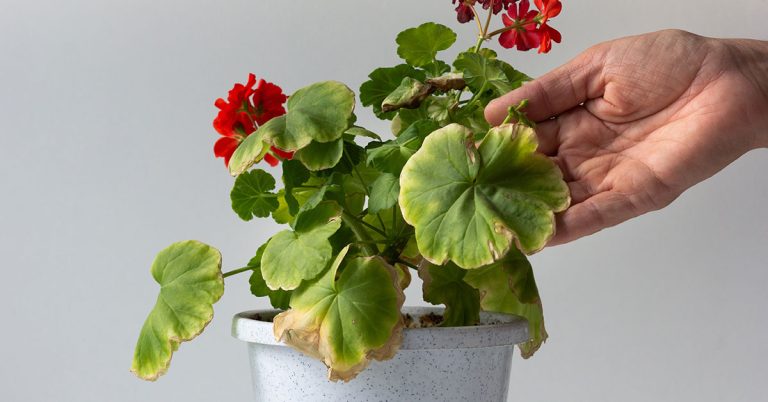 Understanding Why Your Geranium Leaves Are Turning Yellow - The Garden ...