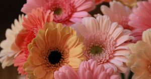 12 Flowers That Symbolize Forgiveness - The Garden Magazine