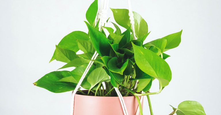 22 Indoor Plants with Stunning Foliage - The Garden Magazine