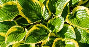 How to Divide and Transplant Perennials in Fall for a Burst of Spring ...