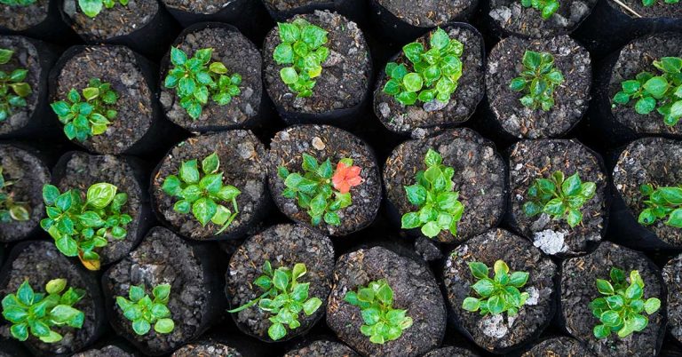27 Tips for Growing Flowers from Seeds - The Garden Magazine