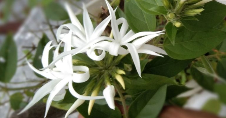 12 Indoor Plants With White Flowers - The Garden Magazine