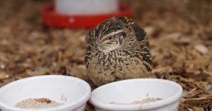 Jumbo Coturnix Quail: Care & Breeding - The Garden Magazine