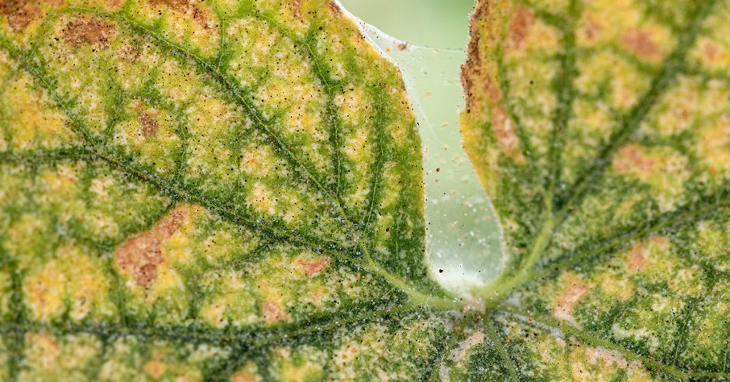 9 Signs That Your Vegetables Have Spider Mites - The Garden Magazine