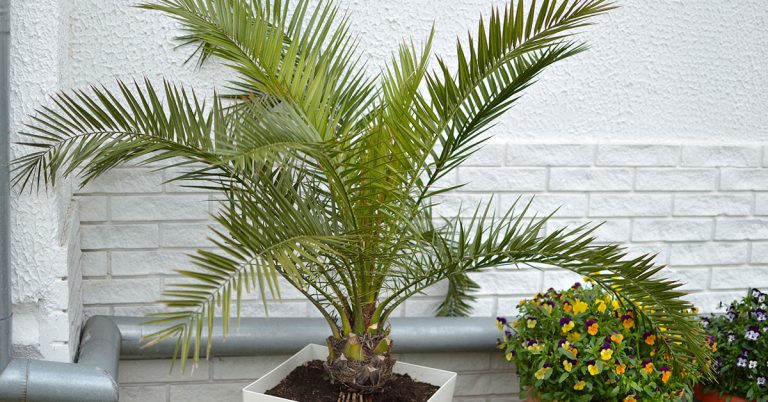 11 House Plants That Look Like Palm Trees - The Garden Magazine