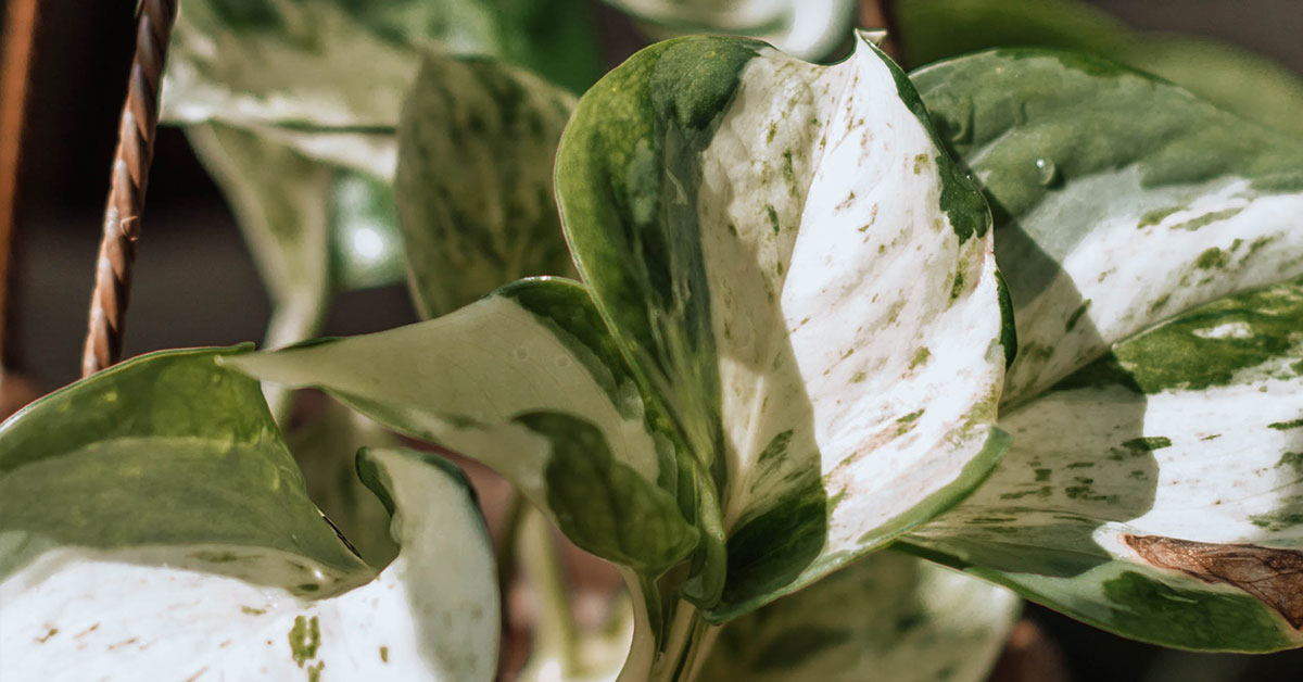 9 Exotic Varieties Of Pothos You Can Grow At Home - The Garden Magazine