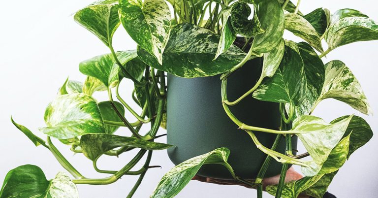 9 Exotic Varieties Of Pothos You Can Grow At Home - The Garden Magazine