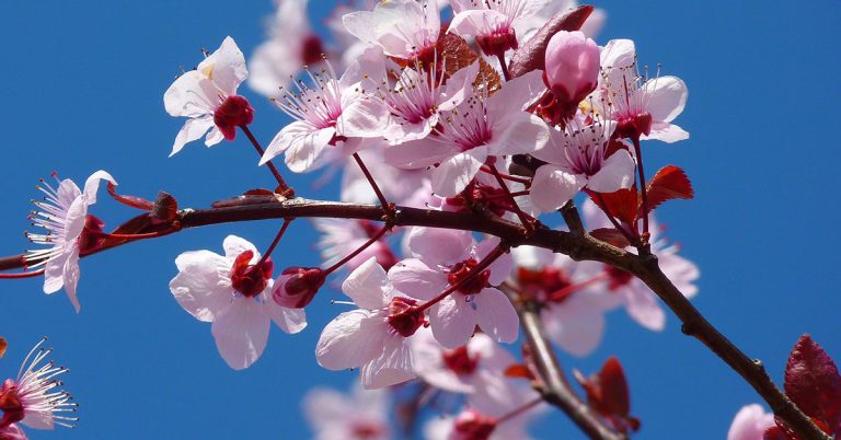 These 29 Flowers Represent Love & Romance - The Garden Magazine
