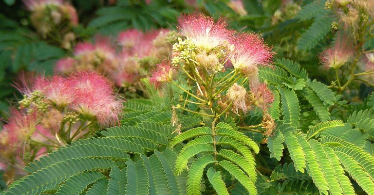 9 Trees That Bloom All Summer Long - The Garden Magazine