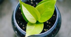 15 Plants That Can Bring Good Luck and Fortune - The Garden Magazine