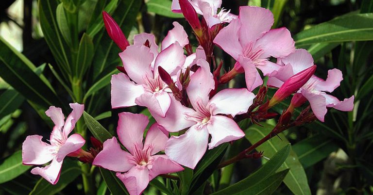 9 Trees That Bloom All Summer Long - The Garden Magazine