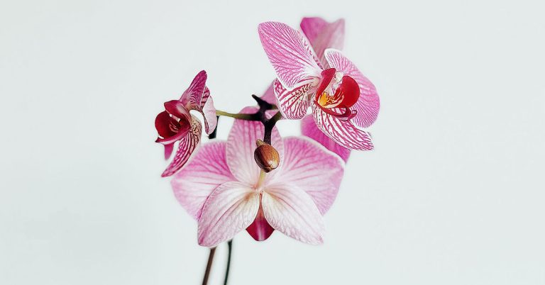 12 Flowers That Symbolize Forgiveness - The Garden Magazine