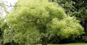 9 Trees That Bloom All Summer Long - The Garden Magazine