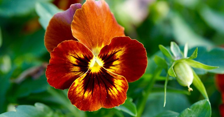 12 Flowers That Look Like Fire - The Garden Magazine